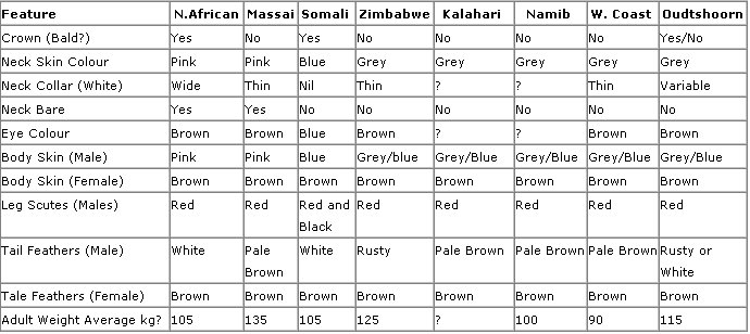 Ostrich Genetics – World Ostrich Association