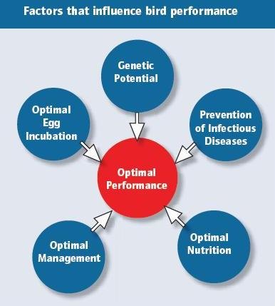 Optimising Genetic Performance in Ostrich Production – World Ostrich ...